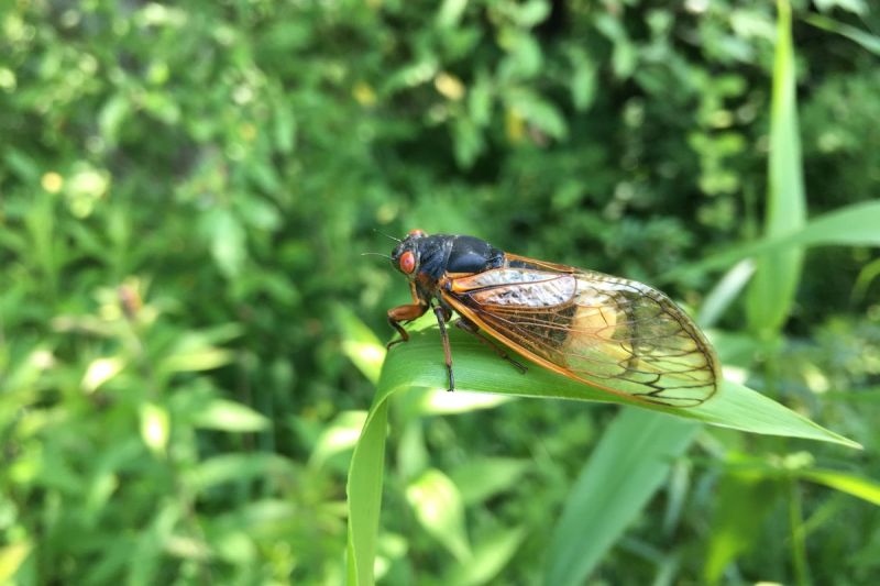 Science, art and culture: Cicadas impact our lives more than just once ...