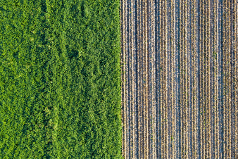 Capturing carbon with crops, trees and bioenergy | NSF - U.S. National ...