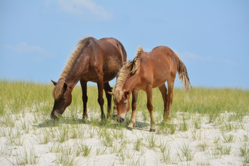 Oldest DNA from domesticated American horse lends credence to shipwreck ...