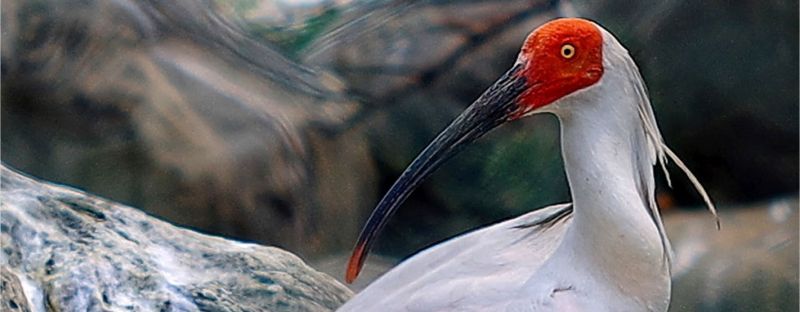 Bird enzyme points toward novel therapies | NSF - U.S. National Science ...