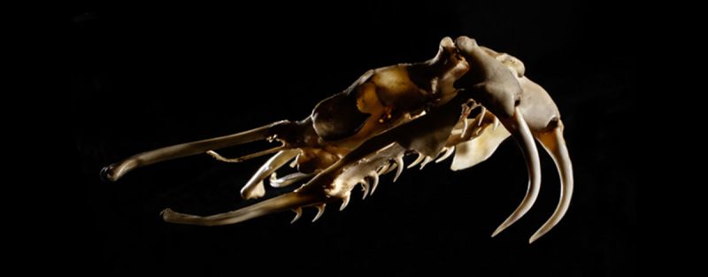 What happens when one organism stabs another with its fangs, thorns ...