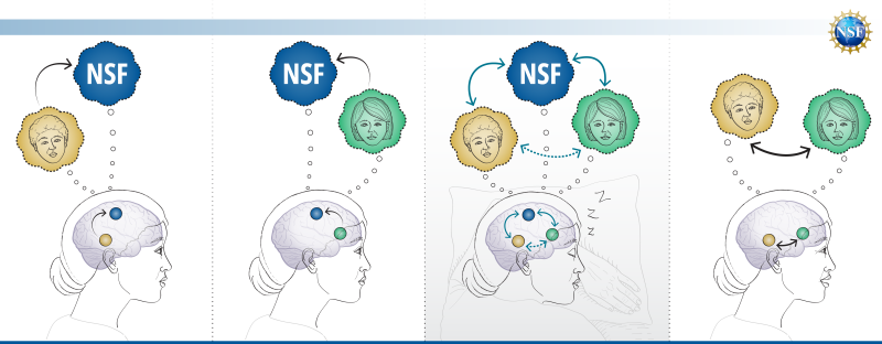 Nightlife of the brain | NSF - U.S. National Science Foundation
