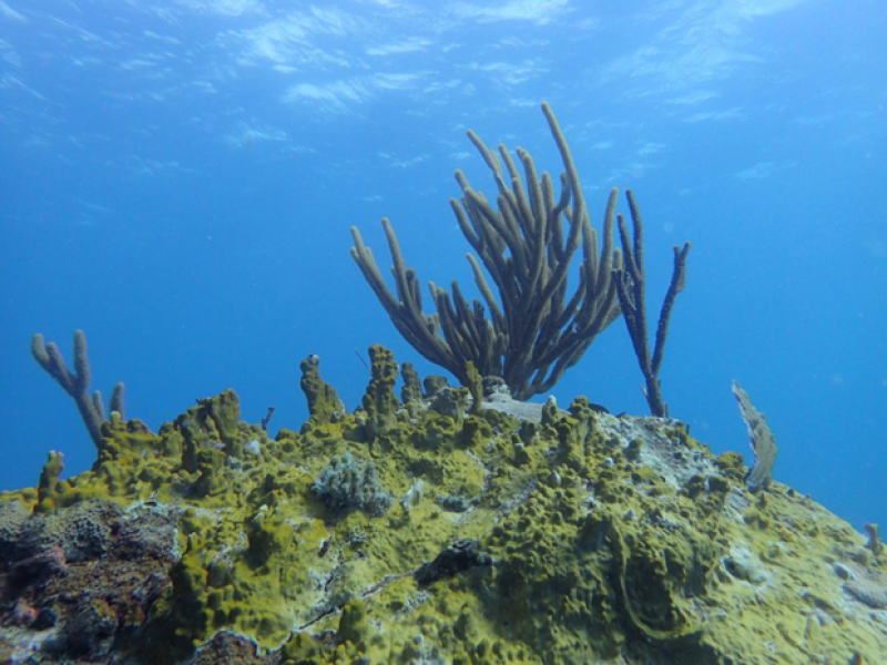 Impact of coral chemical compounds on reef health | NSF - U.S. National ...