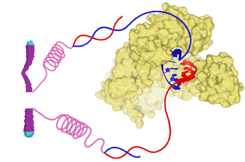 DNA repair scheme gets closer look for cancer therapy | Mirage News