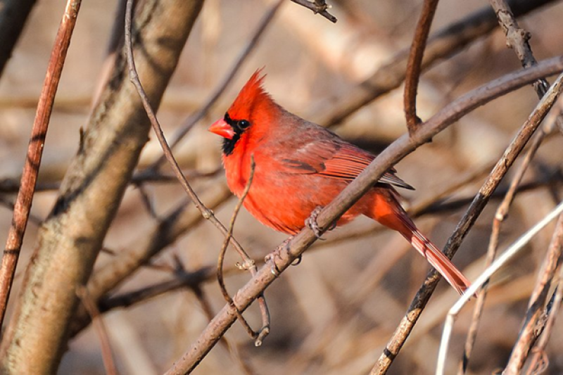U.S. birds in East and West show opposite behavior patterns | NSF - U.S ...