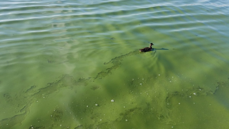 Earlier algae blooms, lingering toxins | NSF - U.S. National Science ...