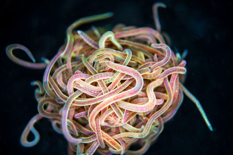 Unraveling the mathematics behind wiggly worm knots | NSF - U.S ...