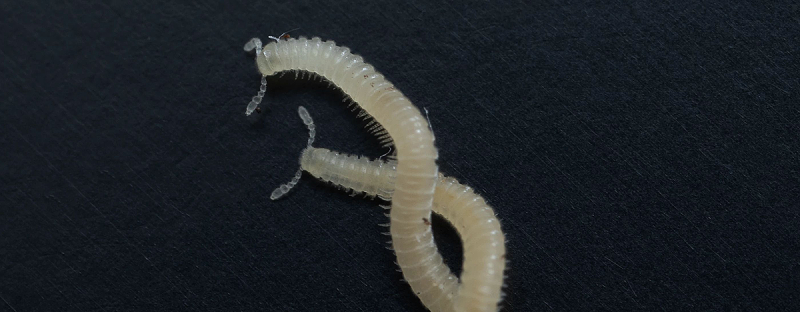 Researchers uncover new millipede species under Los Angeles | NSF - U.S ...
