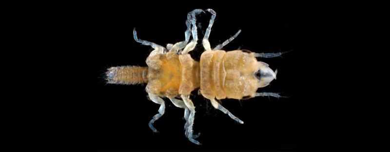 Scientists discover new isopod species in Florida Keys | Mirage News
