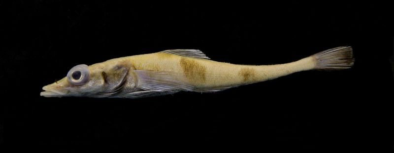 New Antarctic dragonfish species discovered | NSF - U.S. National ...
