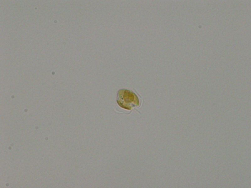 Golden Algae Genes Enable Toxin Synthesis | Mirage News