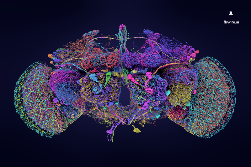 Creating the largest, most comprehensive picture of neural connections ...