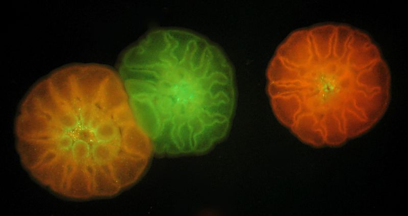 NSF IOS Virtual Office Hour | NSF - U.S. National Science Foundation