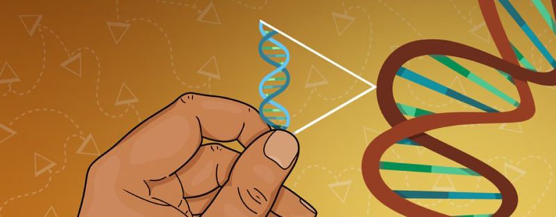 Jumping on the jumping gene bandwagon to speed up plant breeding | NSF ...