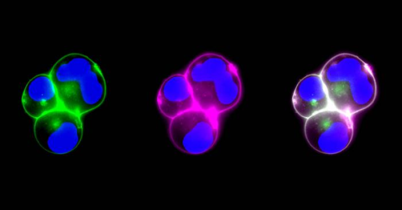 'Plug-and-play' nanoparticles could make it easier to tackle various ...