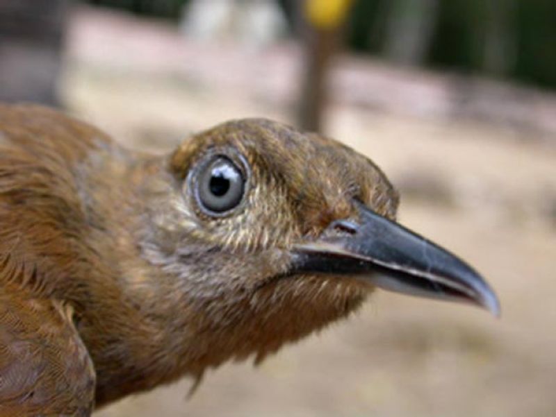 Birds Follow Army Ants to Find Prey | NSF - U.S. National Science ...