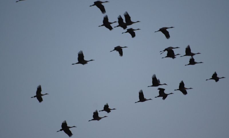 Scientists track nighttime bird migration using weather radar | NSF - U ...