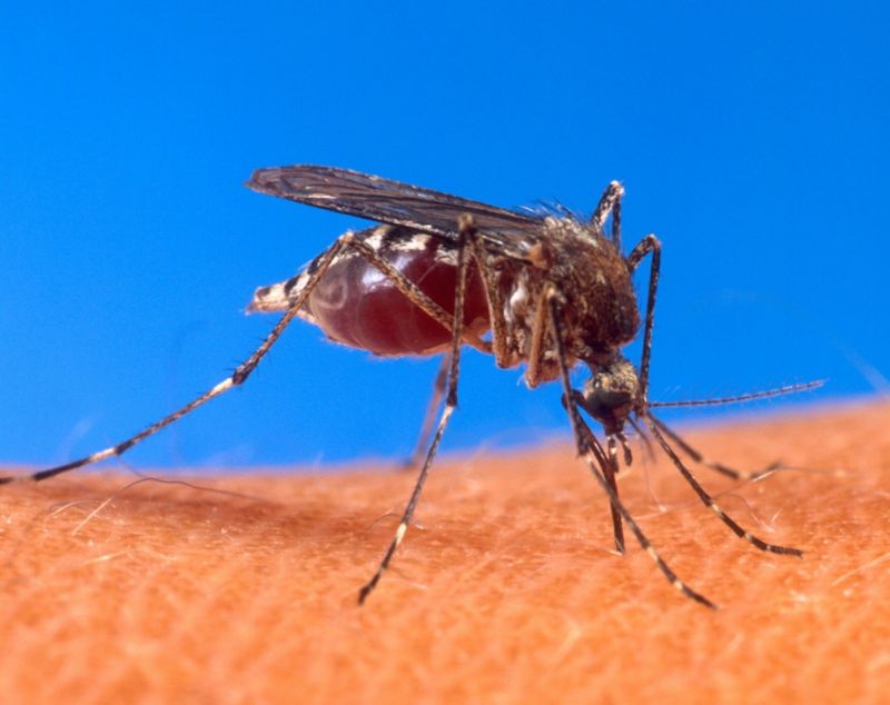 Breakthrough in predicting dengue fever outbreaks | NSF - National ...