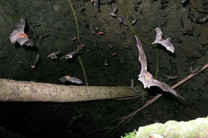 Caribbean bat species need 8 million years to recover from recent ...