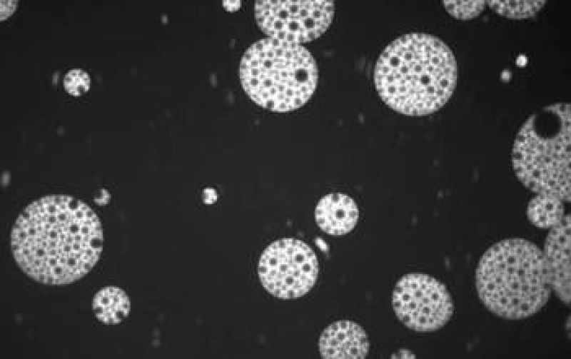 Smuggling Drugs At The Cellular Level Nsf U S National Science