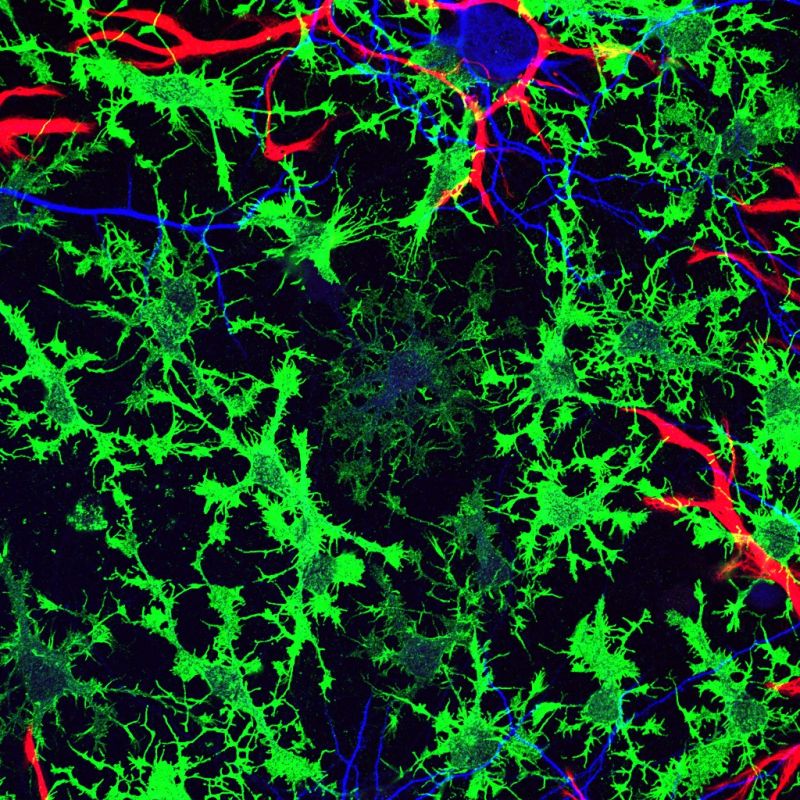 The beautiful brain cells you don't know about | NSF - U.S. National ...