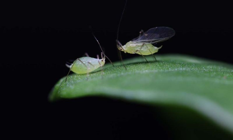 winged aphids