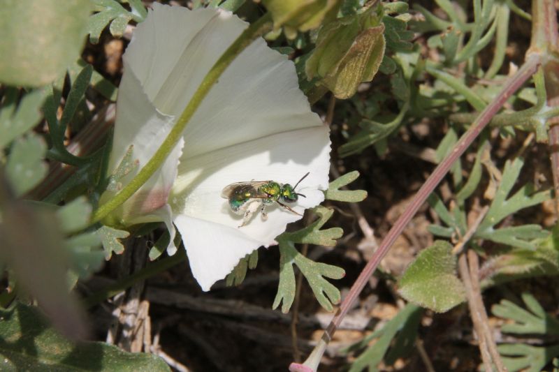 Pollinator Biodiversity | NSF - U.S. National Science Foundation