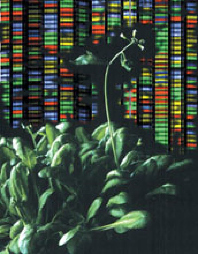 A Small Plant's Genome Has Huge Impact | NSF - National Science Foundation
