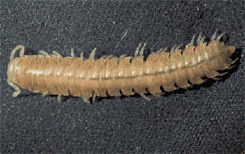 Shedding light on millipede evolution | NSF - U.S. National Science ...