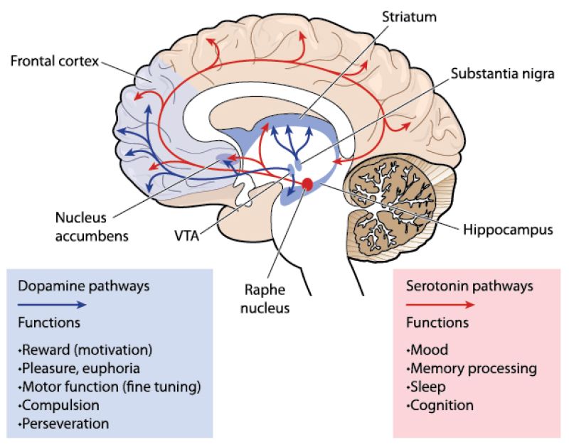 New and diverse experiences linked to enhanced happiness, new study ...