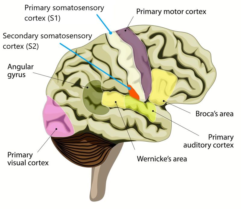 Brain Anatomy Games Kid's Corner Brain Games – Brain Awareness