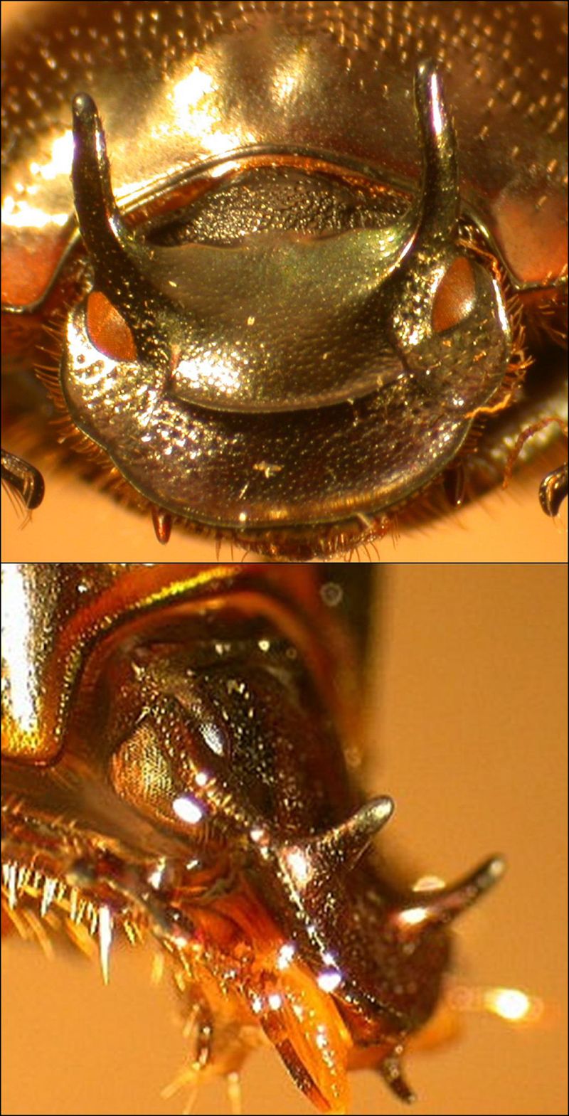 Size Trade-off: Horns vs. Copulatory Organs | NSF - National Science ...