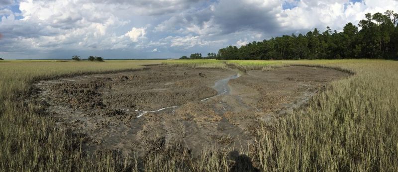 Burrowing crabs reshaping salt marshes | NSF - U.S. National Science ...