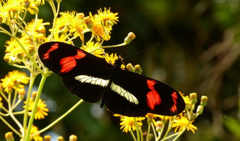 Study reveals surprising amount of gene flow among butterfly species ...