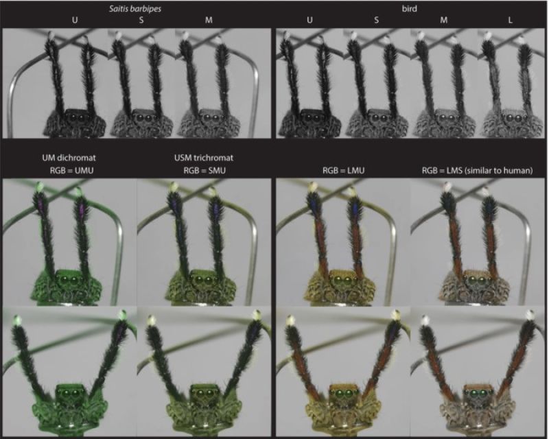 Meet a colorful but colorblind spider | NSF - U.S. National Science ...