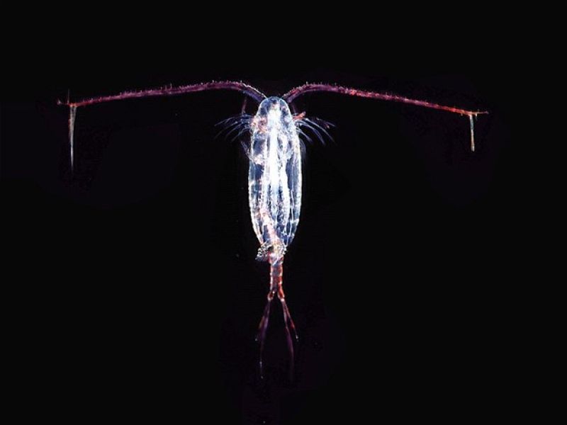 For copepods, no free lunch in climate change | NSF - U.S. National ...
