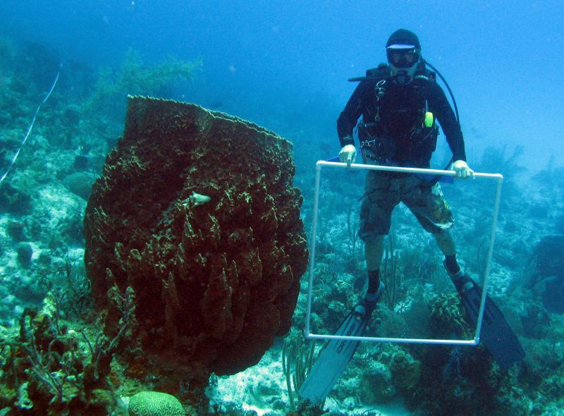 Life on a Coral Reef: Insult Is (Sometimes) Added to Injury | NSF ...