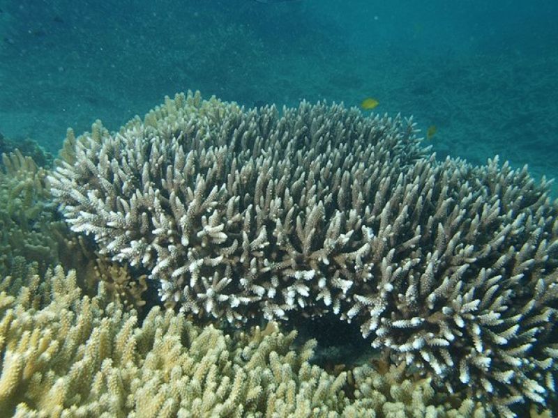 coral reef symbiotic algae