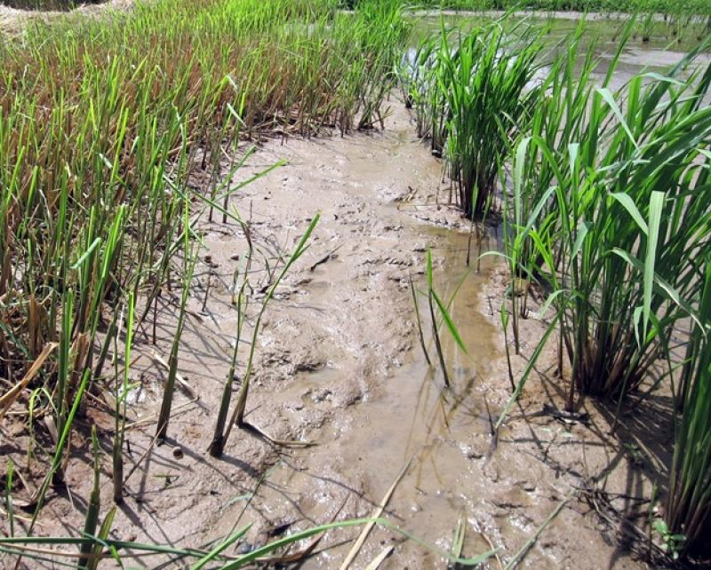 Drought changes rice root microbiome | NSF - National Science Foundation