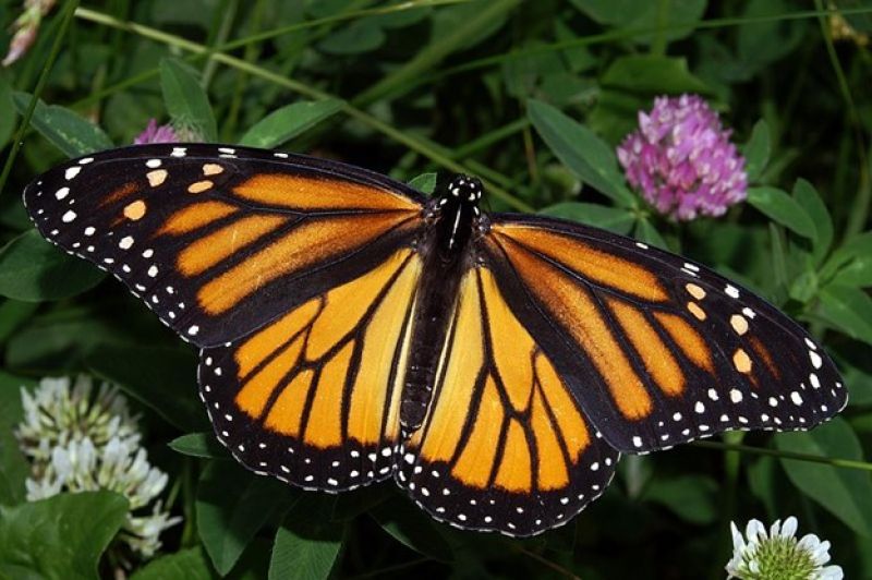 Why is the eastern monarch butterfly disappearing? | NSF - U.S ...