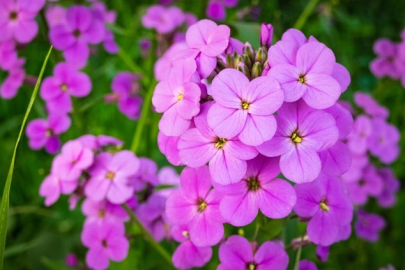 Scientists link flower color changes with climate fluctuations | NSF ...