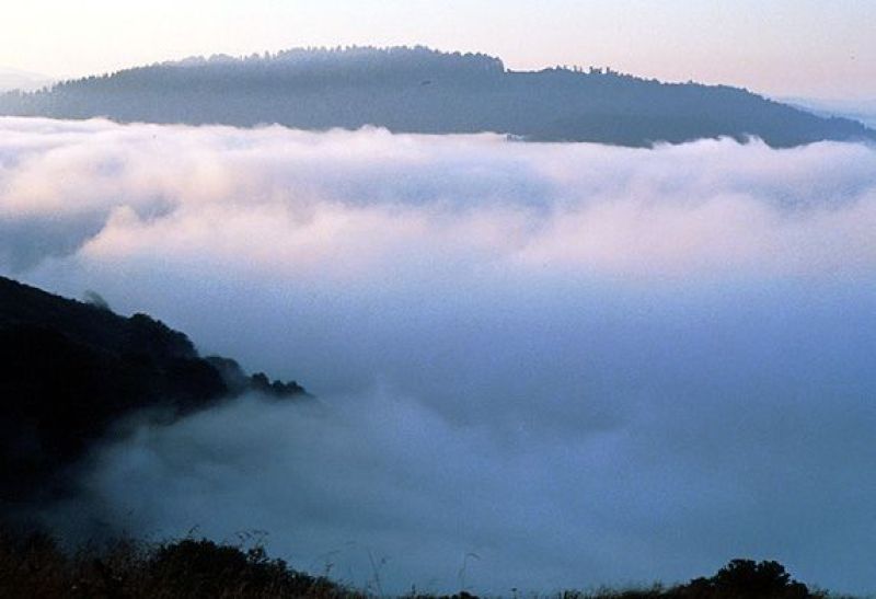 Ecohydrologists show environmental damage from loss of fog is ...