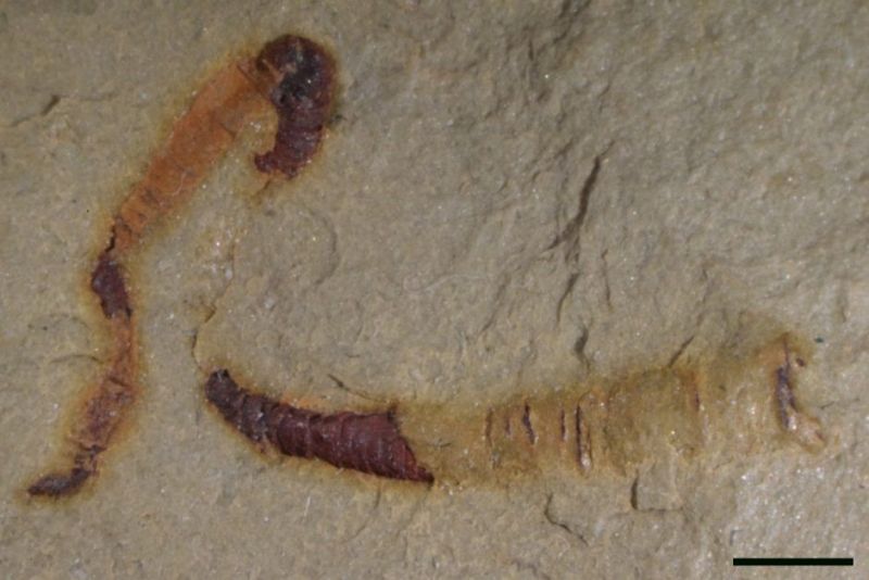 Scientists find oldest-known fossilized digestive tract — 550 million ...