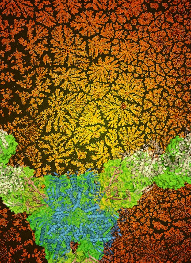New technique helps engineer water filters, human tissues | NSF ...