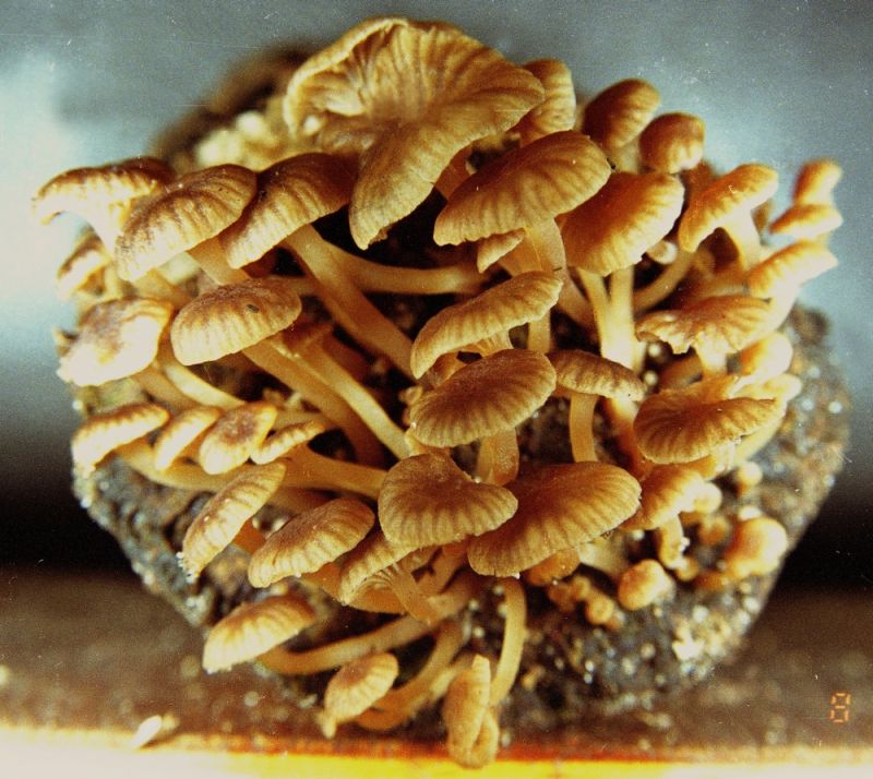 A Thousand Points of Light: Bioluminescent Fungi | NSF - U.S. National ...