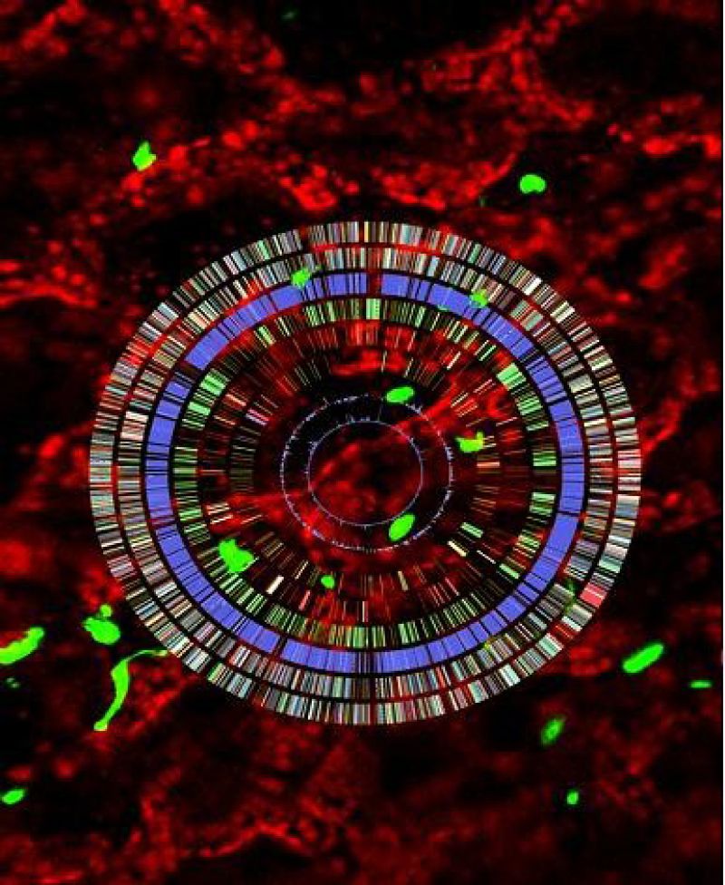 Of Plants and Pathogens: A Model Relationship | NSF - National Science ...