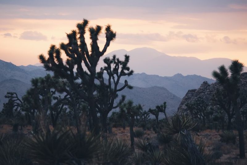 Joshua Tree Information 10 Fun Facts About Joshua Tree National Park