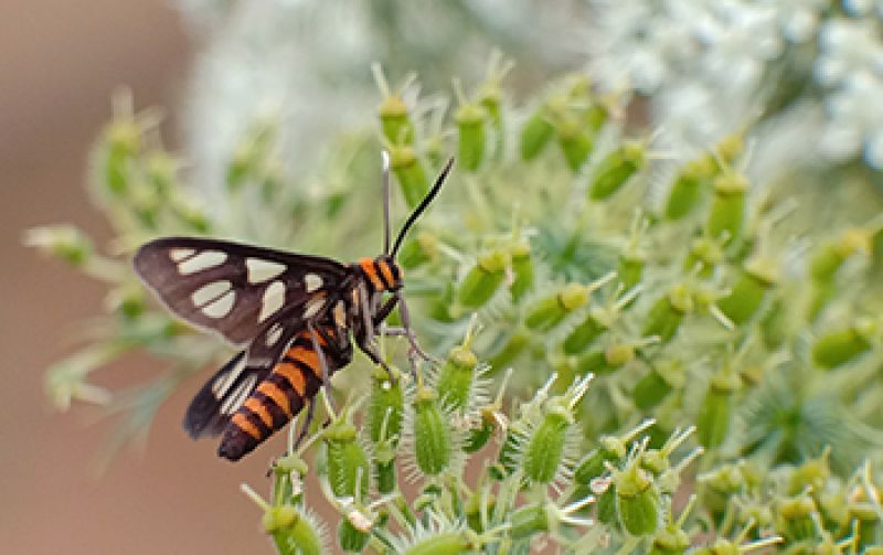 Chemical defenses allow some moths to escape predatory bats | NSF - U.S ...
