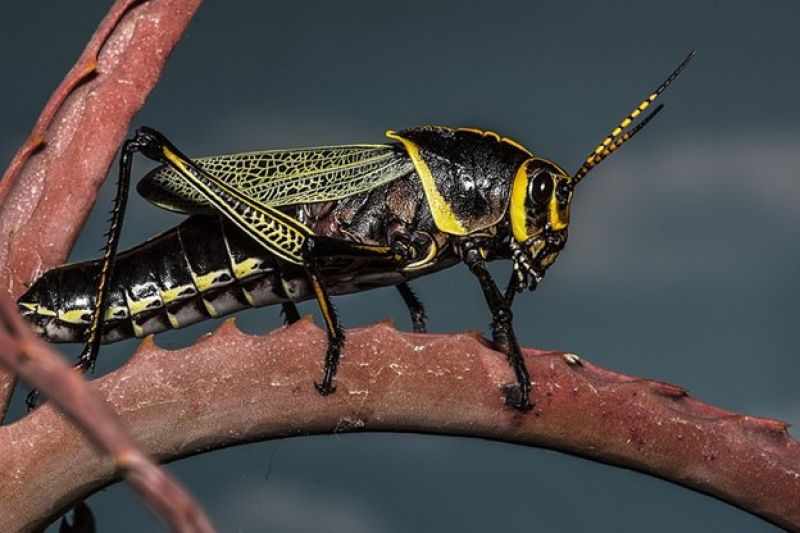 Weather surveillance radar data shows 45 million insects taking flight ...