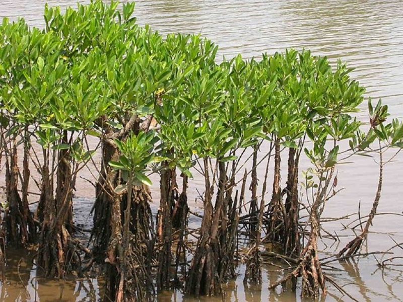 roots of mangrove trees